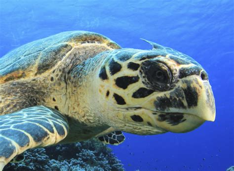Sea Turtle Beak