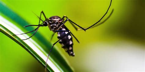 Fiocruz Realiza Mostra Sobre Perigos Do Mosquito Aedes Aegypti