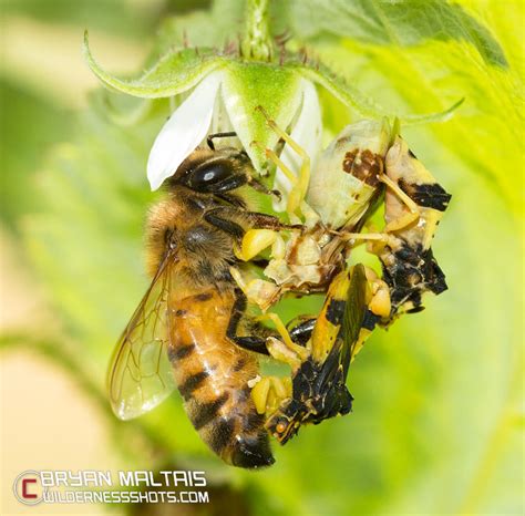 Ambush Bug Impales Prey While Mating