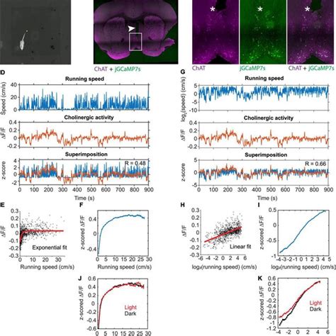 Linear Correlation Between The Population Activity Of Msdb Cholinergic Download Scientific