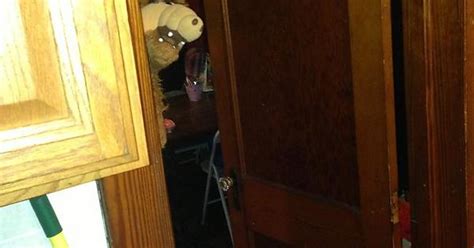 Imgur Help I Still Cant Find My Cat And I Am Too Terrified To Go