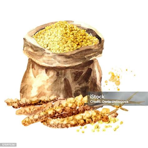 기장의 귀와 종이 가방에 건조 기장 곡물 흰색 배경에 고립 된 손으로 그린 수채화 그림 건강한 식생활에 대한 스톡 벡터 아트 및 기타 이미지 건강한 식생활 건조한