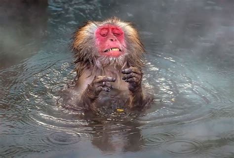 2020搞笑野生動物攝影獎！海龜比中指、魚兒錯愕歪嘴等幽默攝影 大人物 94215