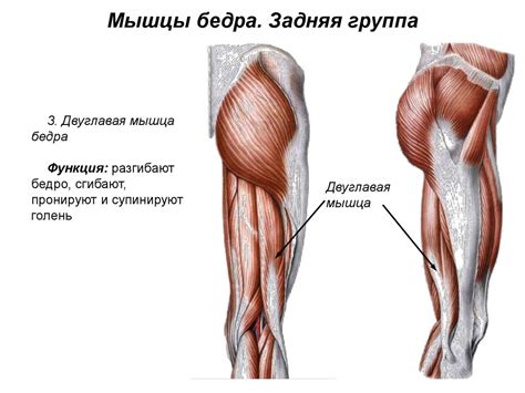 Мышцы нижней конечности презентация онлайн
