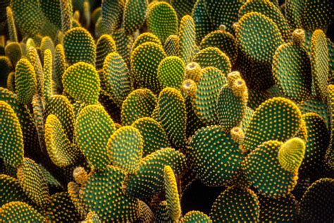 Top 5 Des Plantes Qui Peuvent Rester Au Soleil Sans Arrosage Camelia