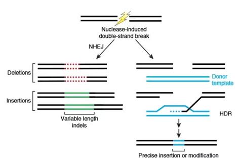 Dna损伤修复 知乎