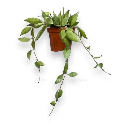 Живые комнатные растения купить, цветы в горшках с доставкой - Pilea