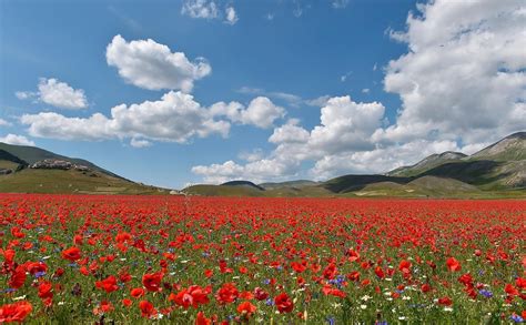 Castelluccio Di Norcia En Flor La Postal Estival Que Te Va A Enamorar