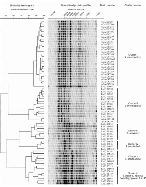 Grouping Of Sds Page Protein Patterns On The Left Side Of The Figure