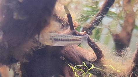 Can Someone Help Sex This Sparkling Gourami R Gourami