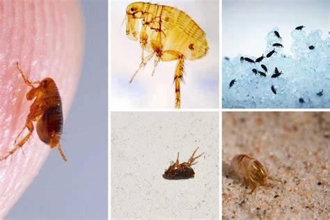 Four Different Types Of Bed Bugs And Fleas
