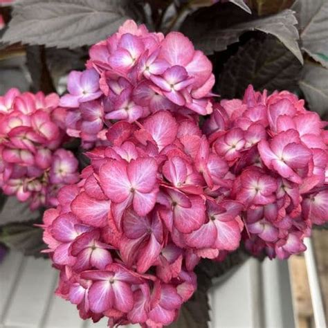 Hydrangea Macrophylla