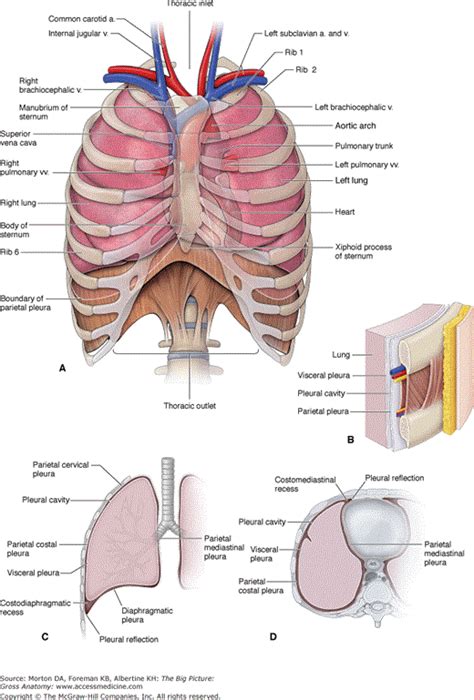 Chapter 3 Lungs Basicmedical Key