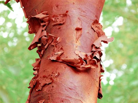 Bark Peeling Red · Free Photo On Pixabay