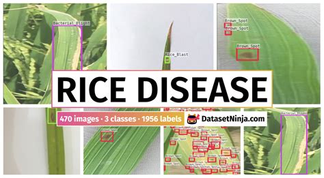 rice disease dataset ninja