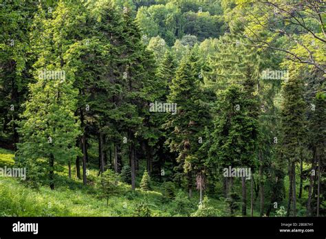 Green Nature Landscape Of Forest Hill Evergreen Spruce Pine And Fir