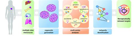 An Integrative Multi Omics Approach Directed At Capturing The Mbc Download Scientific Diagram