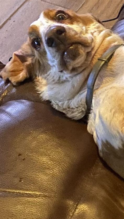 My Silly Tilly Is About To Be 3 Scrolller