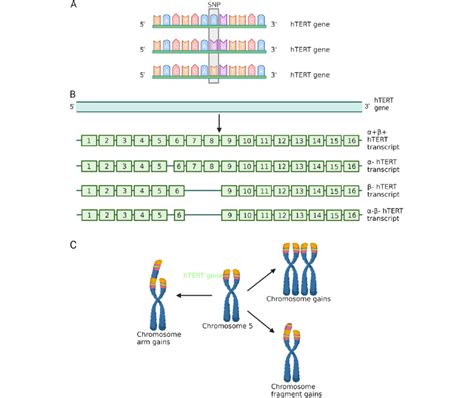A Single Nucleotide Polymorphism Of Htert Gene Single Nucleotide