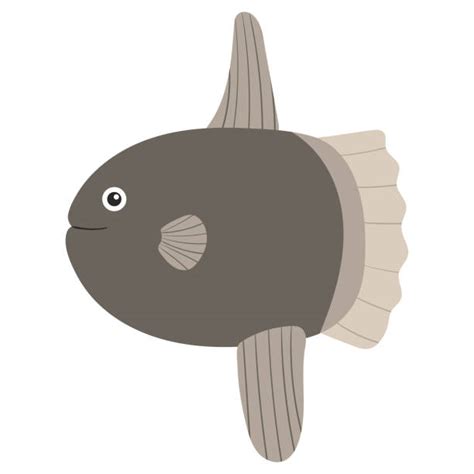 Sunfish Drawing Illustrations Royalty Free Vector Graphics And Clip Art