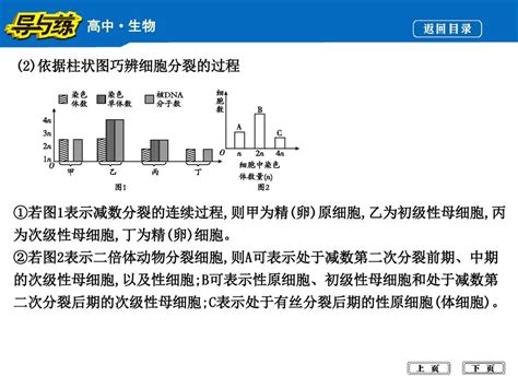 专题11 减数分裂与有丝分裂综合 Ppt Download
