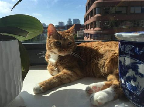 Lighthouse Optimiza La Velocidad Del Sitio Web Chrome Devtools Chrome For Developers