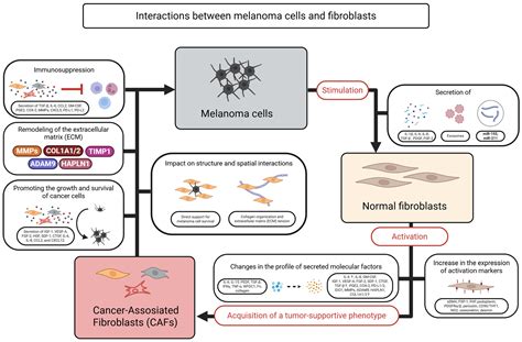 Tumor Microenvironment In Melanoma—characteristic And Clinical Implications