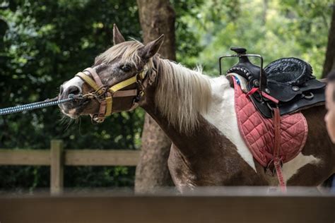 3部紀錄片 揭動物苦難 社團法人中華民國保護動物協會