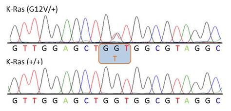Kras G12v Reference Standard 50 1 Ug