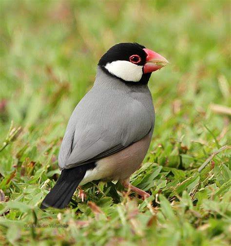 Java Sparrow Birdfinding Info