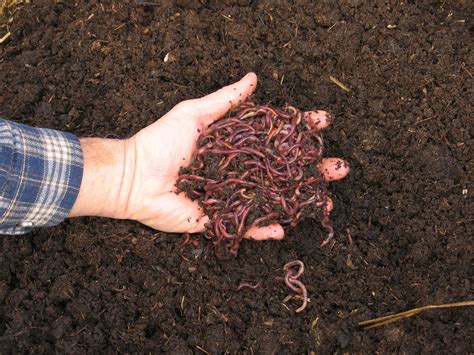 Composting With Earthworms The Modern Homestead