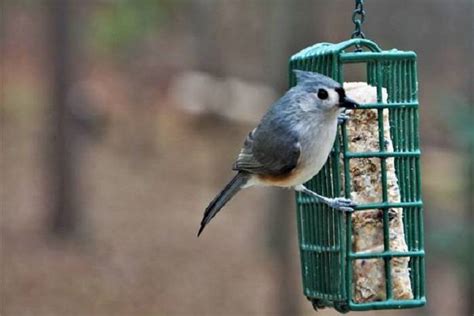 The Practical Guide To Bird Cones And Their Applications