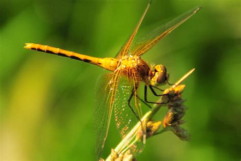 A Ruby Meadowhawk Dragonfly On Bulrush At Lacreek National Wildlife