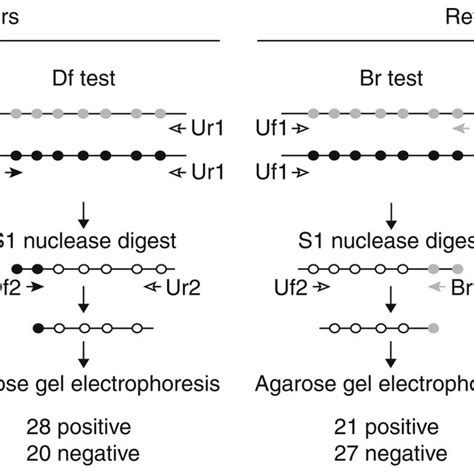 3 Diagram Of The Left Male Mouse Testis Mature Sperm Are Isolated