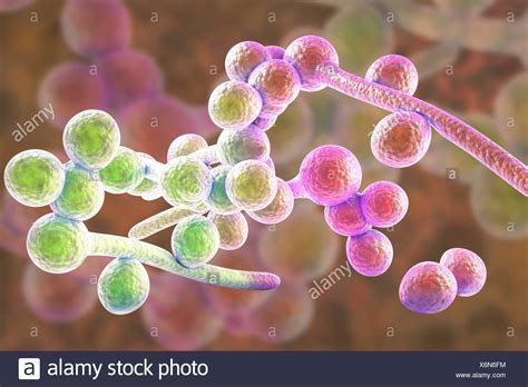 Candidiasis Stock Photos Candidiasis Stock Images Alamy