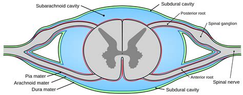 Lumbar Puncture Lp Osce Guide Anatomy Geeky Medics