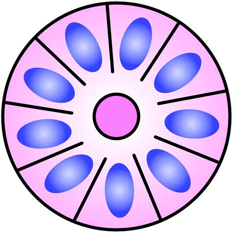 Exams And Me Homer Wight Rosettes
