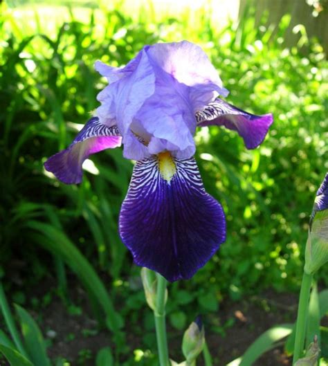 Iris Color Classes And Patterns Historic Iris Preservation Society