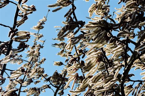 ალვის ხე Populus ალერგოლოგიური პროგნოზი Vidal Ge