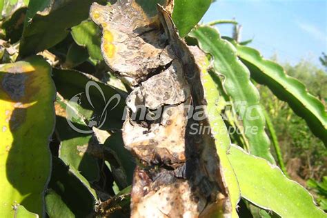 Control Stem Rot Disease On Dragon Fruit Plant In Hot Season Map Pacific Singapore