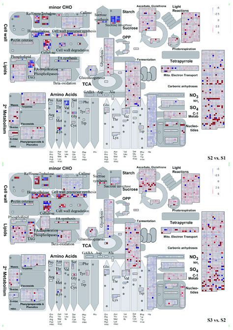 Mapman Metabolism Overview Maps Show Differences In Transcript Levels Download Scientific