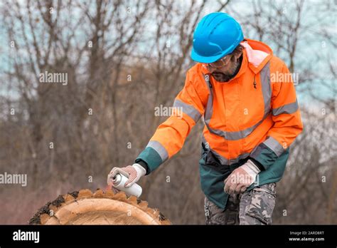 Forestry Technician Marking Tree Trunk With Red Aerosol Can Paint In Forest After Cutting Stock