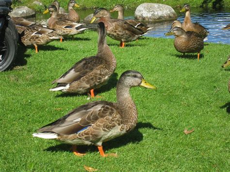Ducks Grass Park Free Photo On Pixabay Pixabay