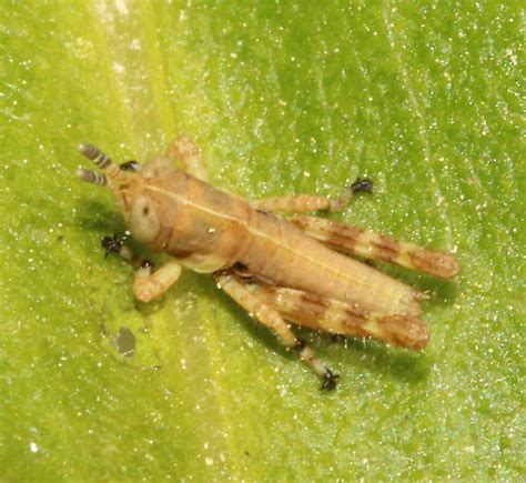 Acrididae Nymph Bugguide Net