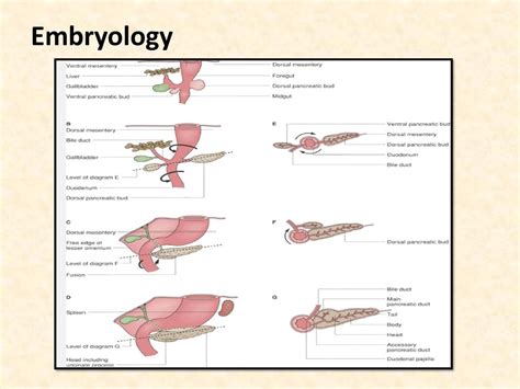 Annular Pancreas Embryology