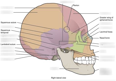 Sagittal View Of Skull Diagram Quizlet