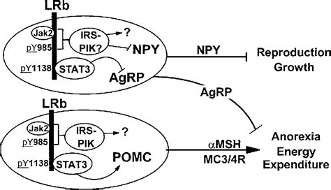 Figure 3 From Leptin Receptor Signaling And The Regulation Of Mammalian