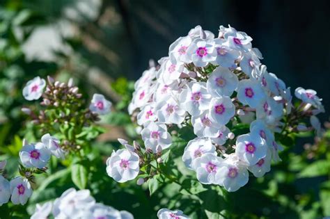 Premium Photo White Large Phloxes Inflorescences Of White Phlox