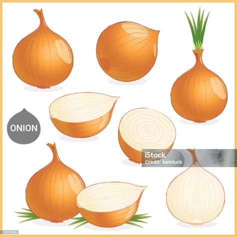 벡터 일러스트 형식의 다양한 컷과 스타일로 녹색 잎이있는 말린 양파 야채 세트 양파에 대한 스톡 벡터 아트 및 기타 이미지