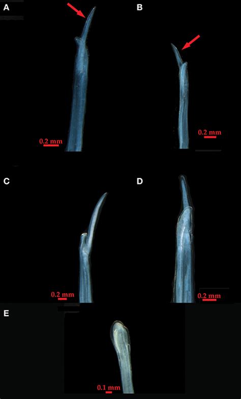 Appendix Masculina Photographs From Representative Individuals